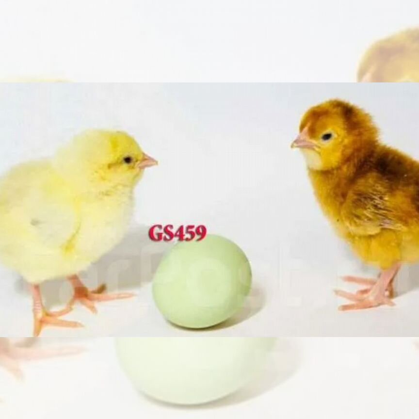 Цыплята доминанты