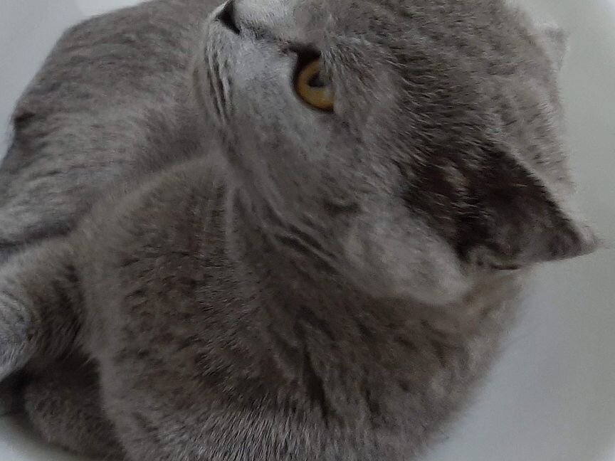 Британская кошка