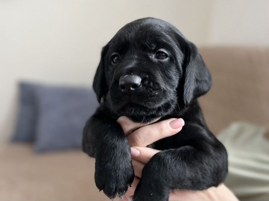 Щенки лабрадора