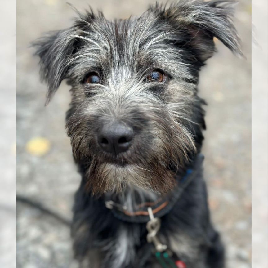 Лилу ищет семью