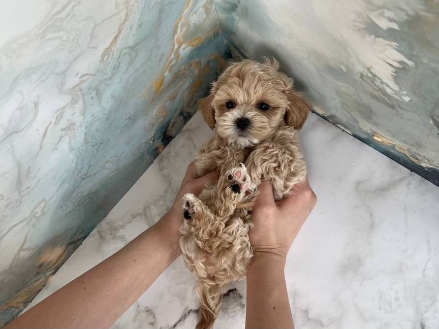 Мальтипу F1 premium