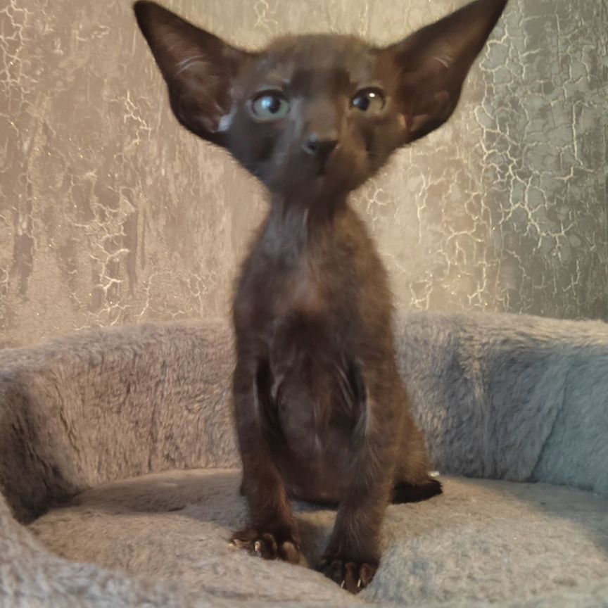 Орентальные котята