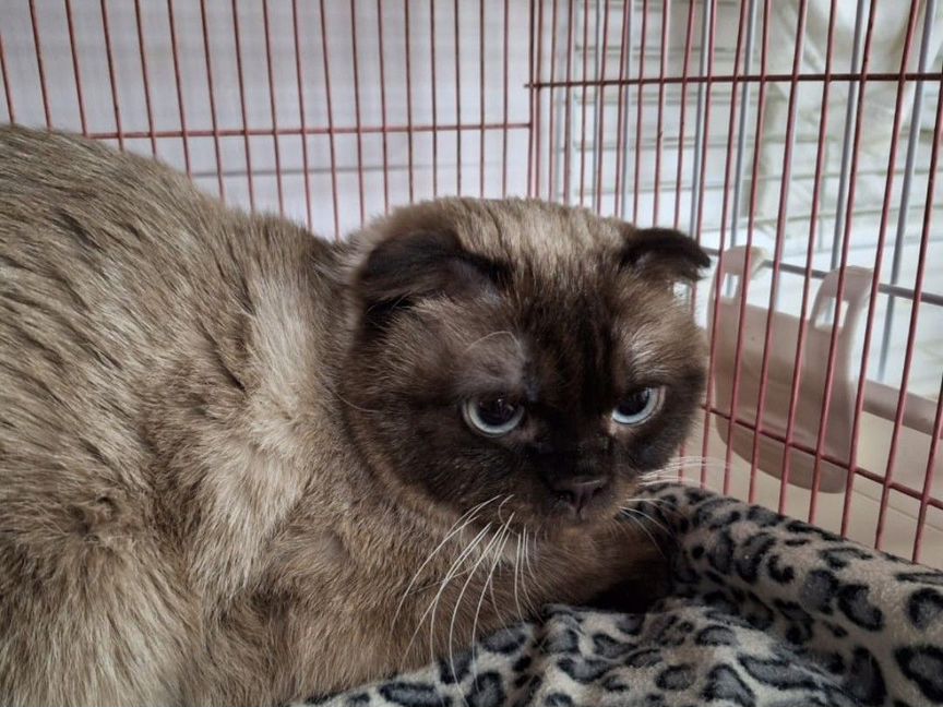 Кошка