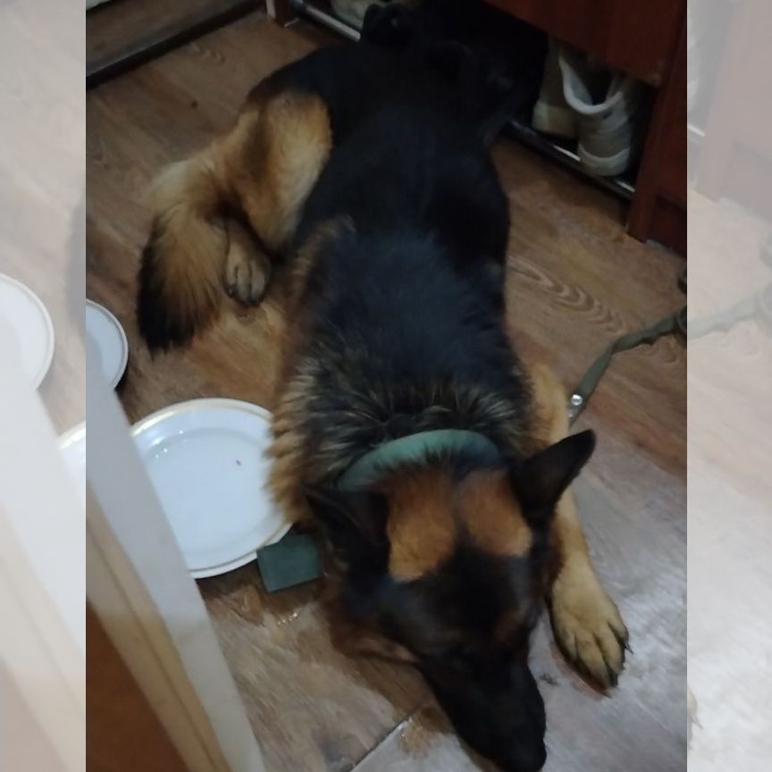 Немецкая овчарка, взрослый пёс