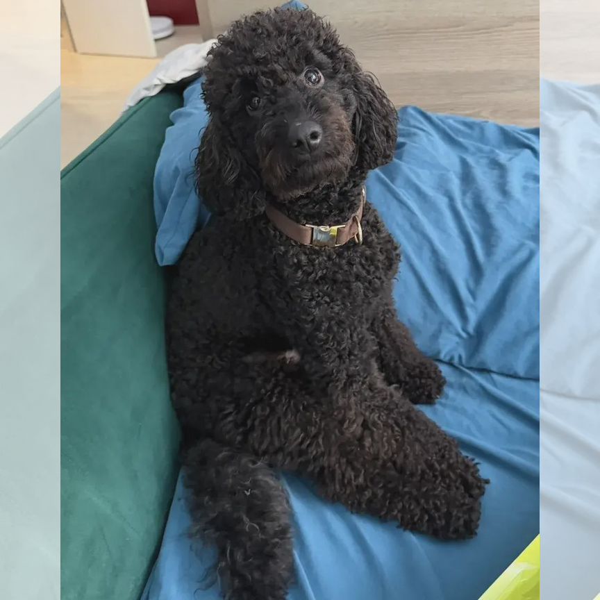 Той-пудель, взрослый пёс