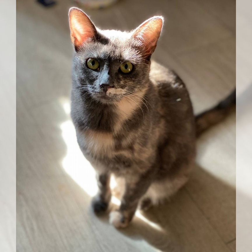 Взрослая, кошка в добрые руки