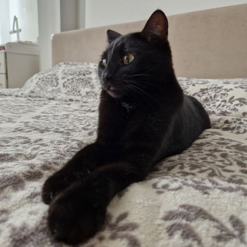Кот Фил