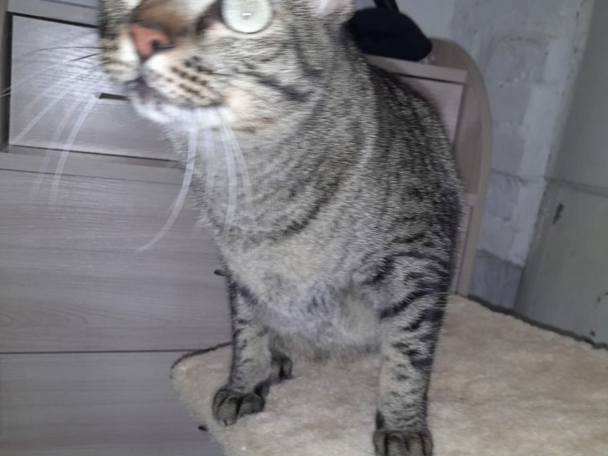 Кот