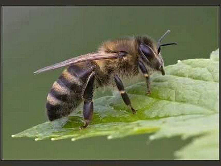 Воск пчелиный