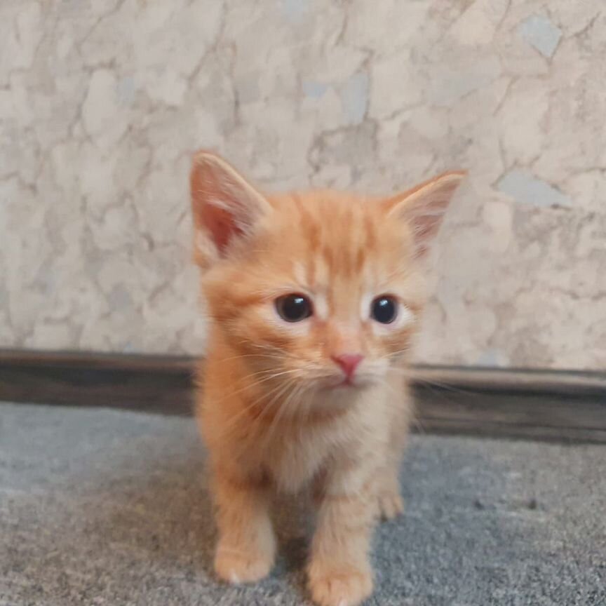 Котята малыши и малышки