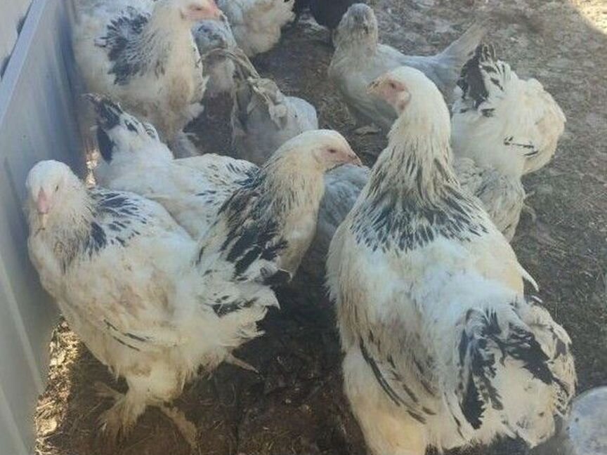 Куры молодки