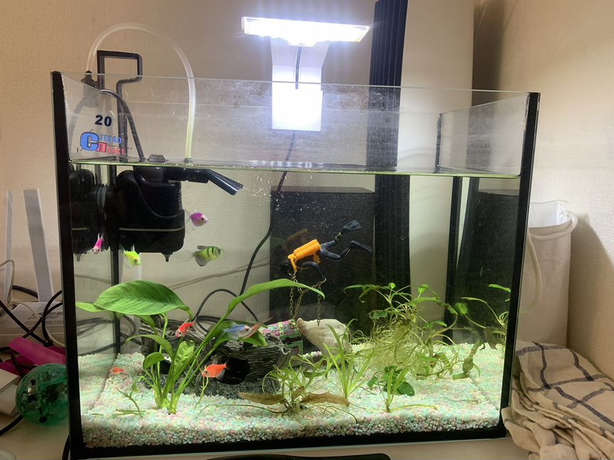 Аквариум +рыбы
