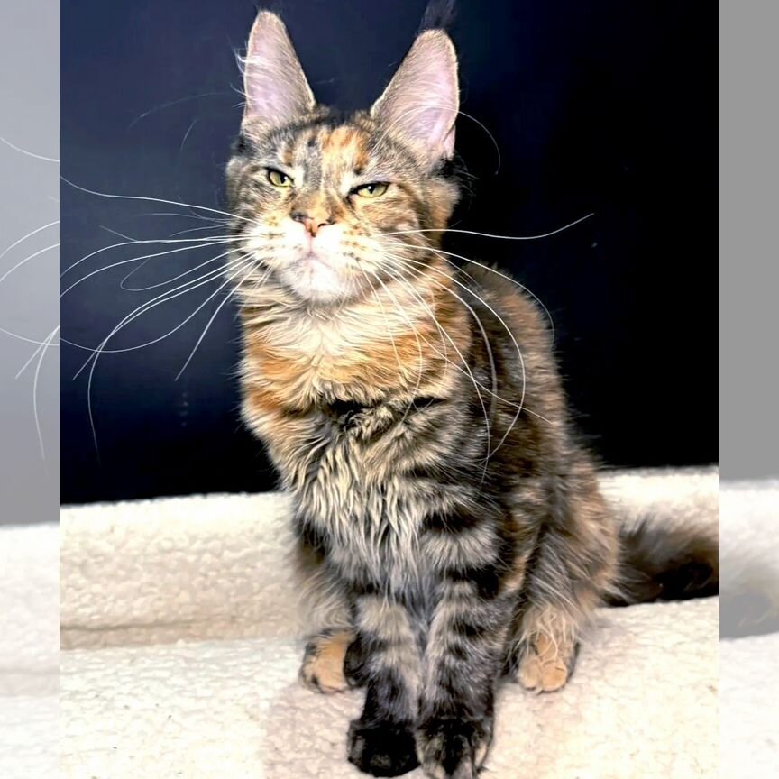 Мейн-кун котёнок