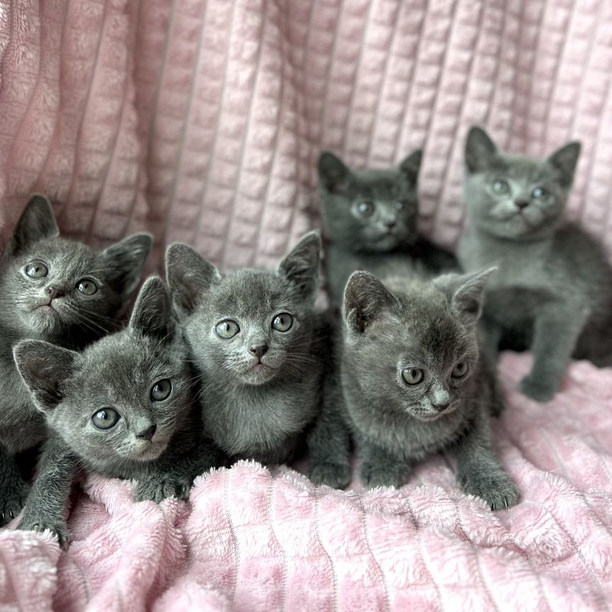 Русский голубой котёнок