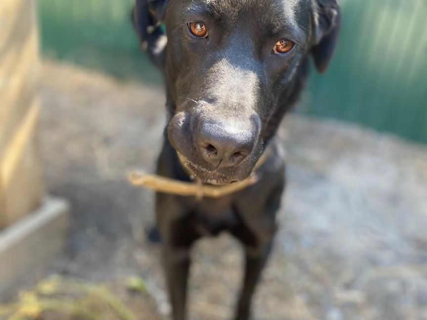 Оскар в поисках дома