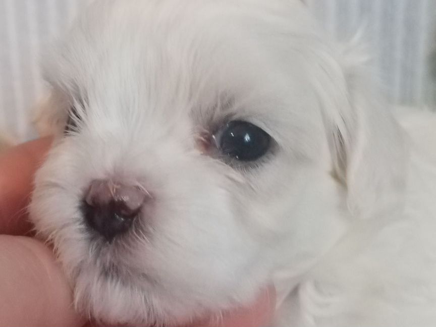 Мальтезе мальчик с документами