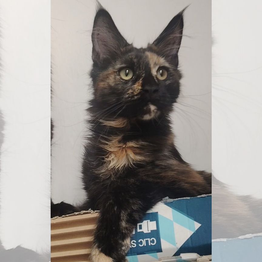 Мейн-кун котёнок