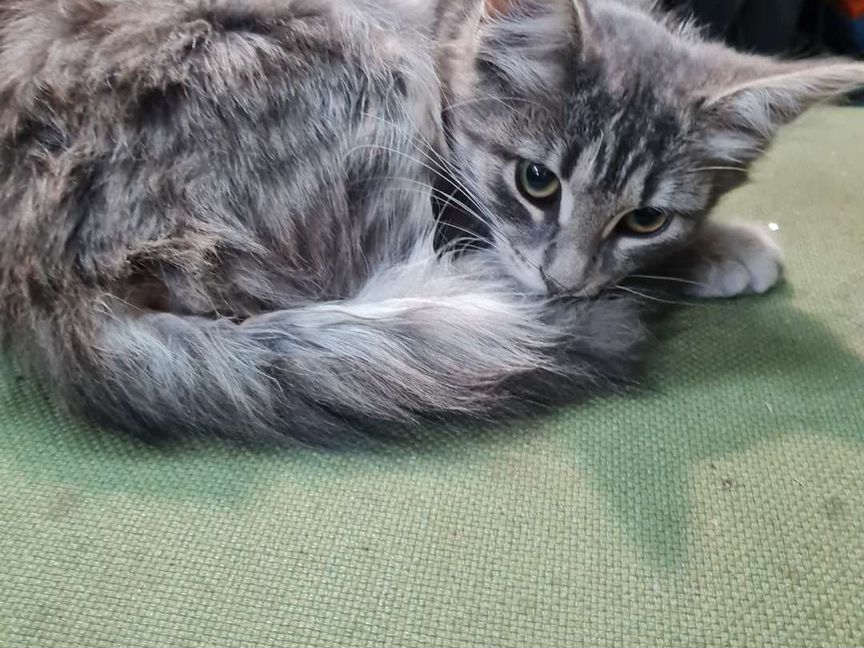 Кошка в дар бесплатно