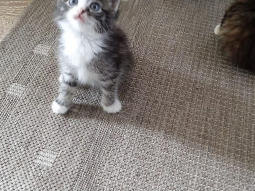 Кошка