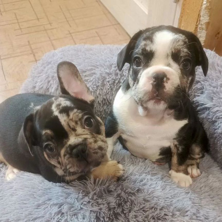 Щенок в добрые руки