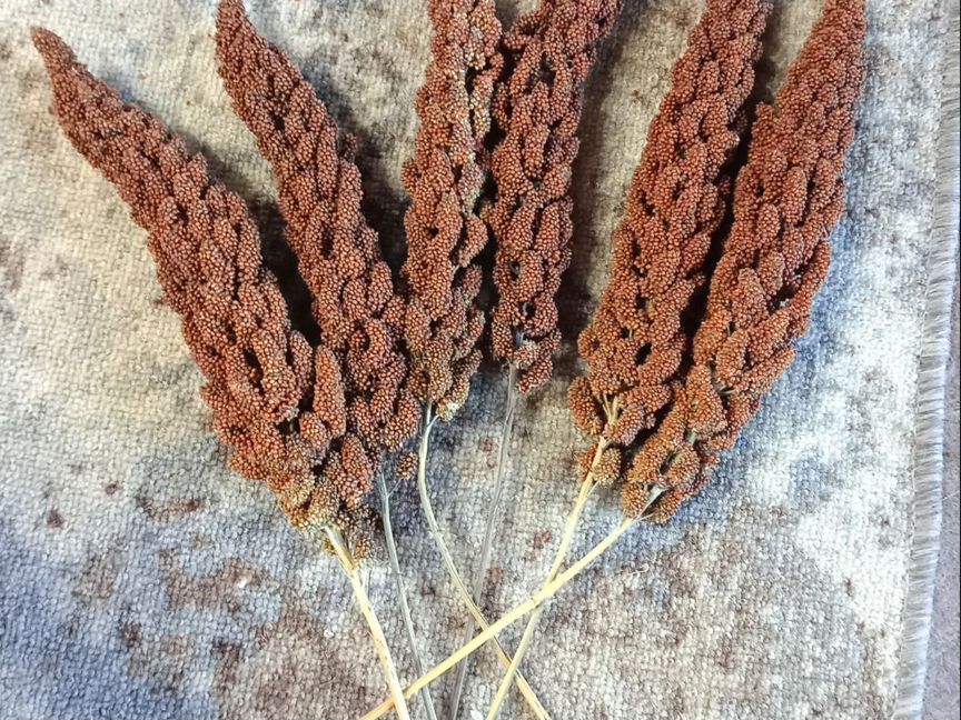 Колоски Чумизы(лакомство для птиц)