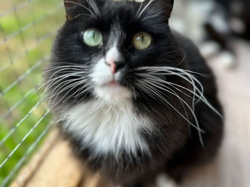 Игривая и нежная кошечка Асти. Приют Некрасовка