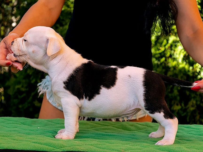 Щенки американского стаффорда