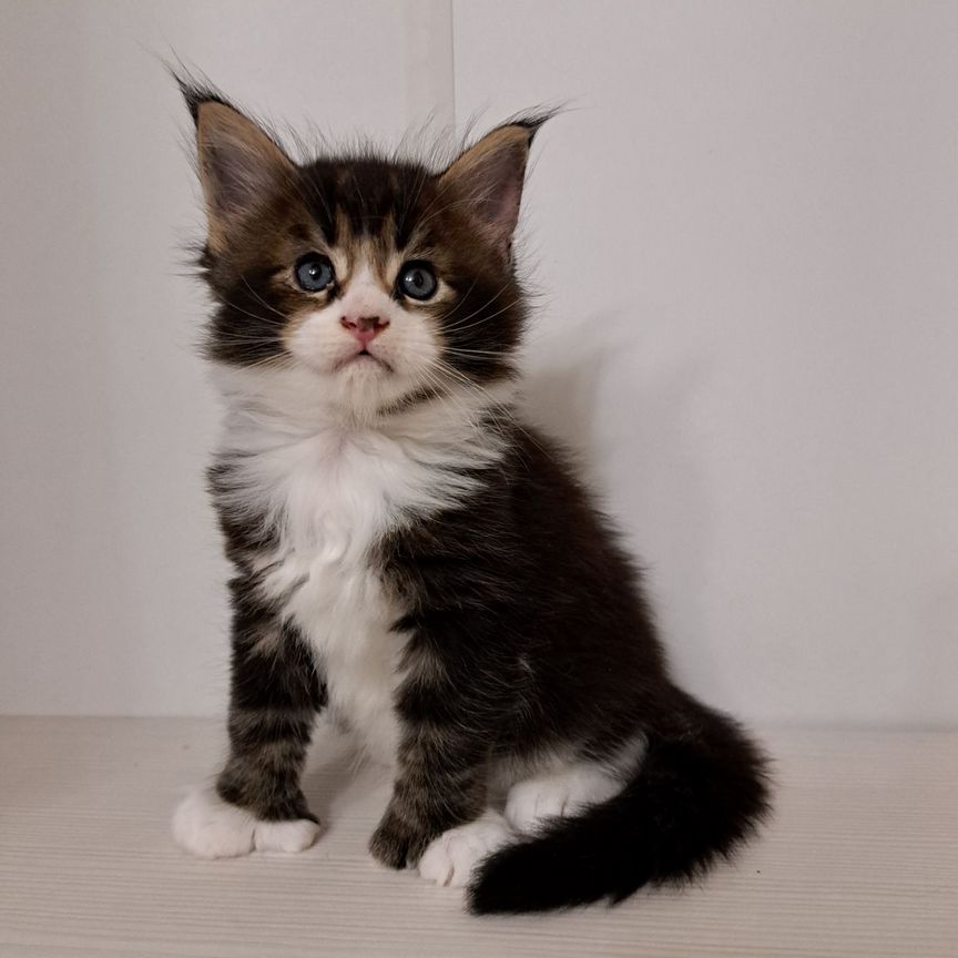 Котята мейн-кун полидакт