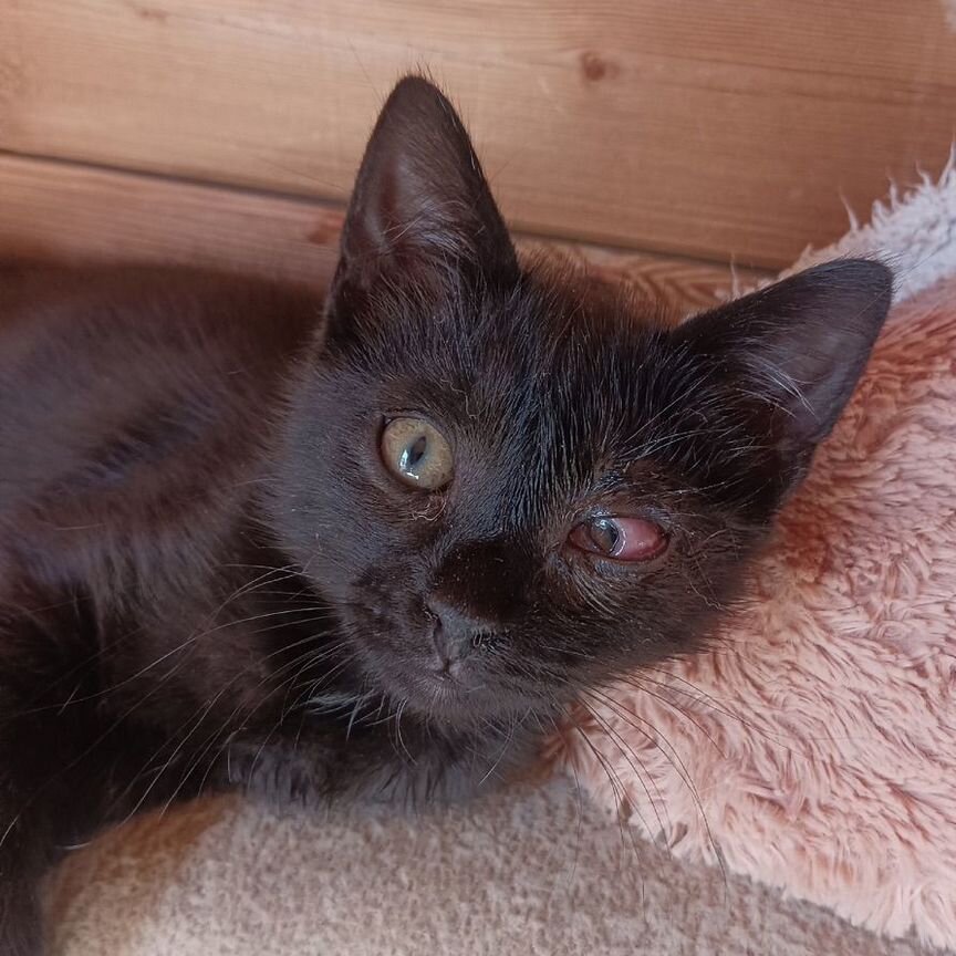 Котёнок в добрые руки