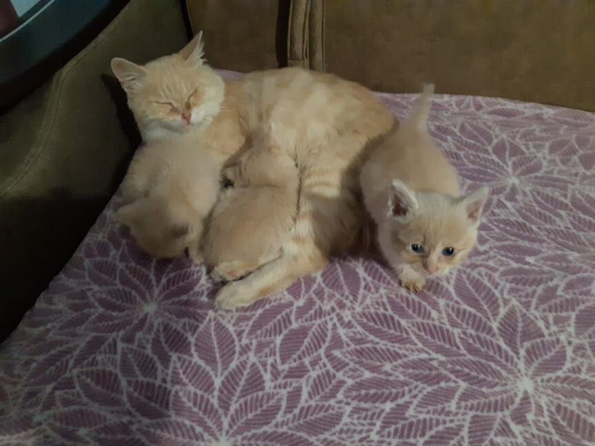 Кошка мама и три ее котенка нуждаются в помощи