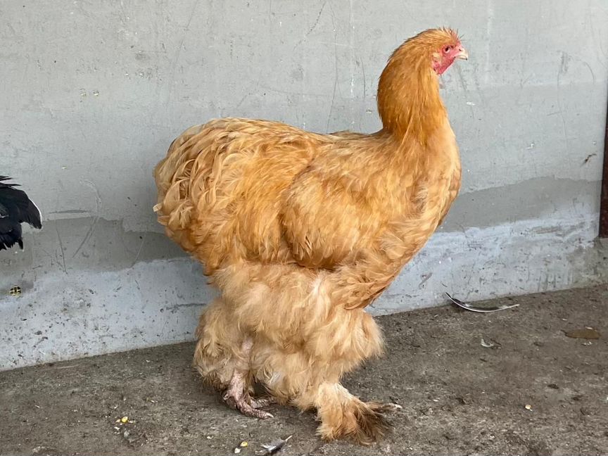 Петушки брама