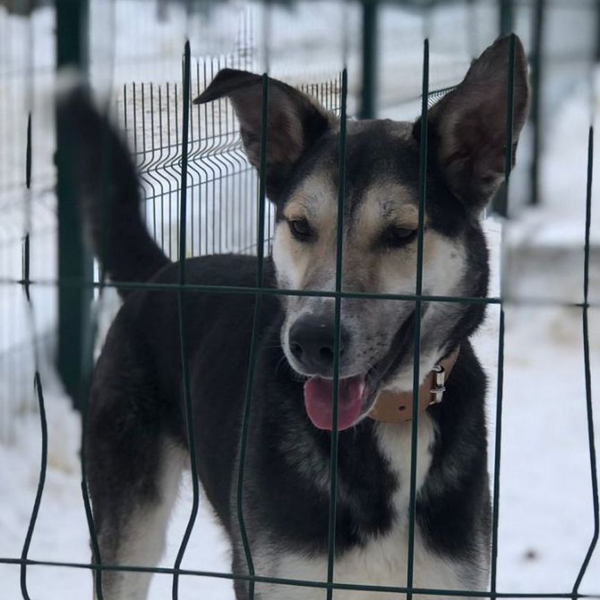 Собака Гуффи В добрые руки Кобель черный палевый