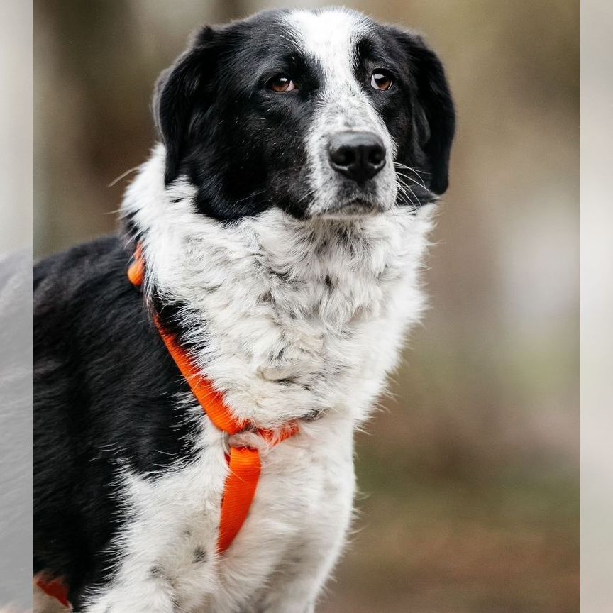 Взрослый пёс в добрые руки