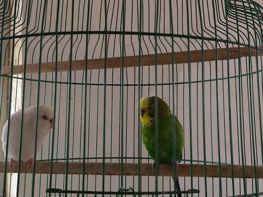 Волнистые попугаи, пара