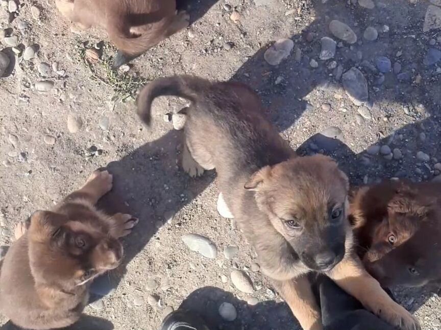 Щенятки в добрые руки