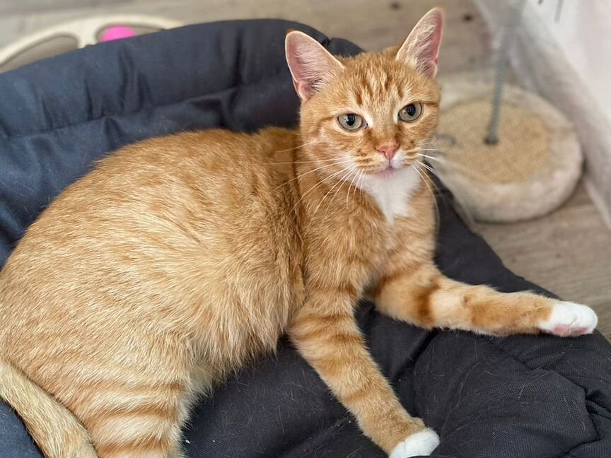 Кошка рыжая