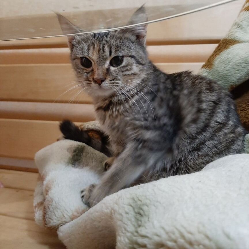 Ласковая кошечка Эльза