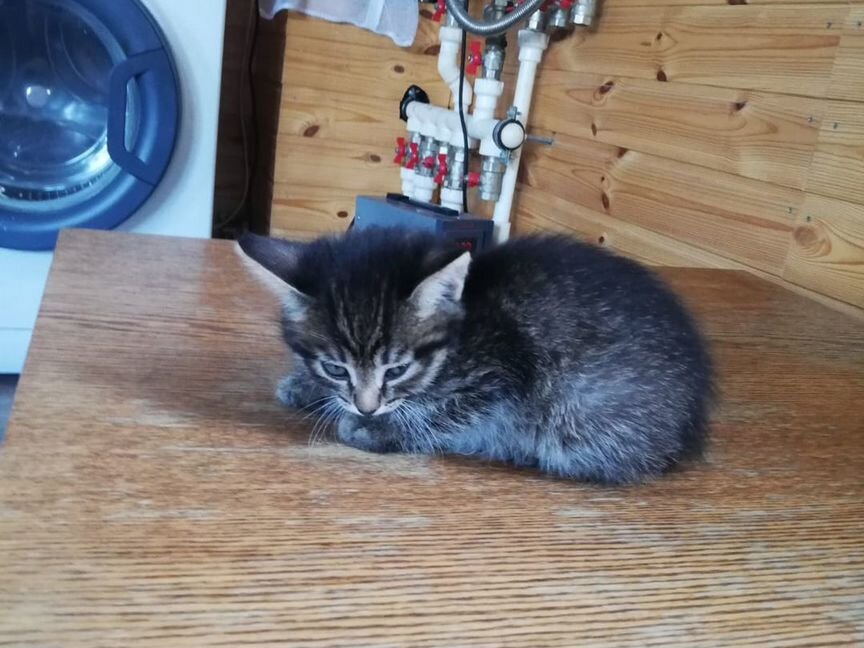 Продаю 3 котят(2 девочки 1 мальчик) 1 котёнок 50р
