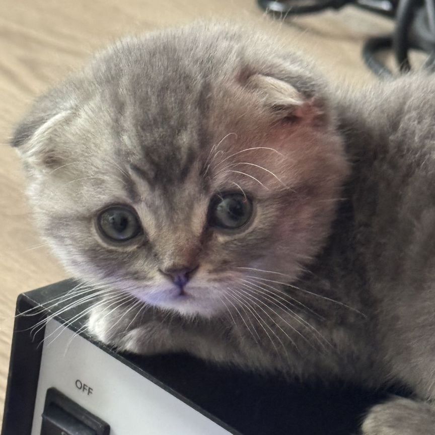 Шотландский вислоухий короткошёрстный котёнок