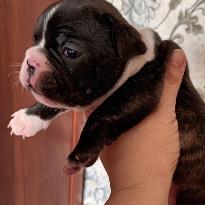 Французский бульдог, щенок