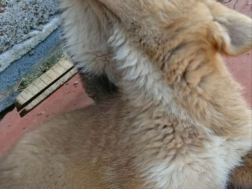 Помесь с лайкой