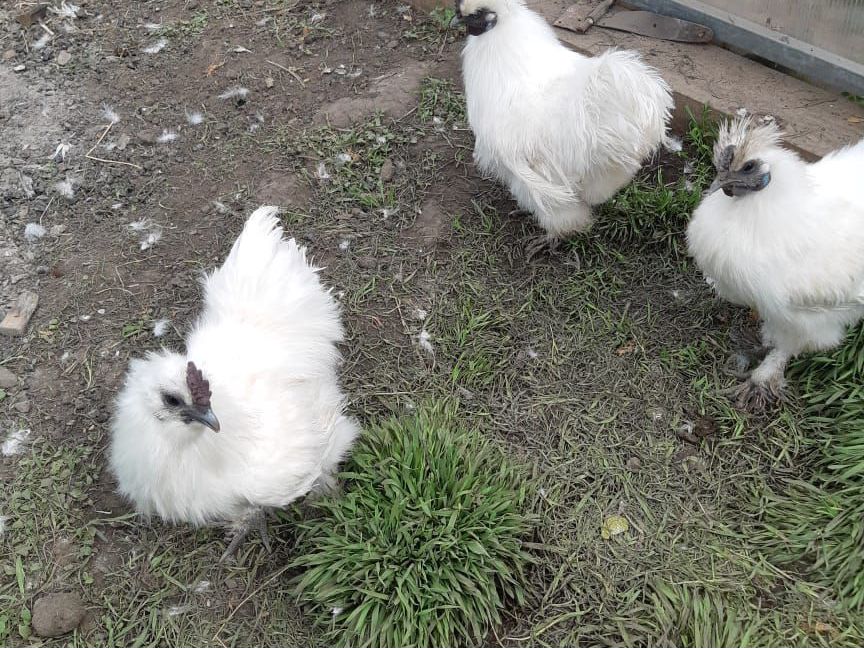 Продаю петушков, Китайские шёлковые