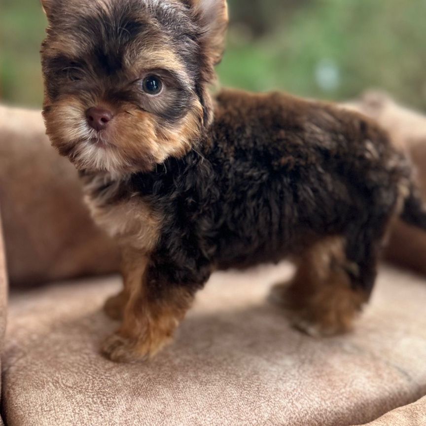 Йоркширский терьер шоколадный