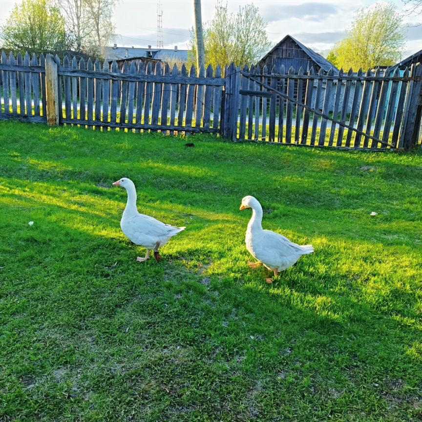 Гусь и гусыня