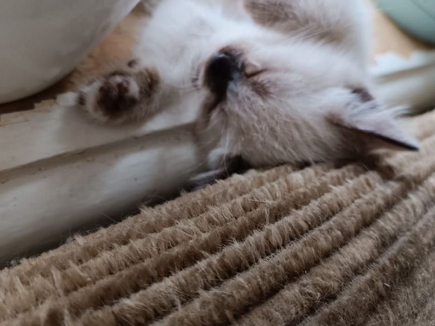 Котёнок с черным носиком