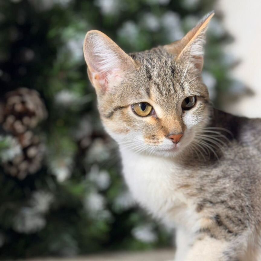 Котенок 5 месяцев