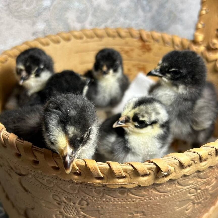 Цыплята Карликового Кохинхина