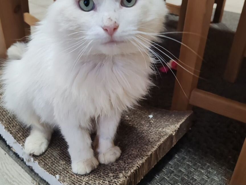 Котик ждет своих родителей