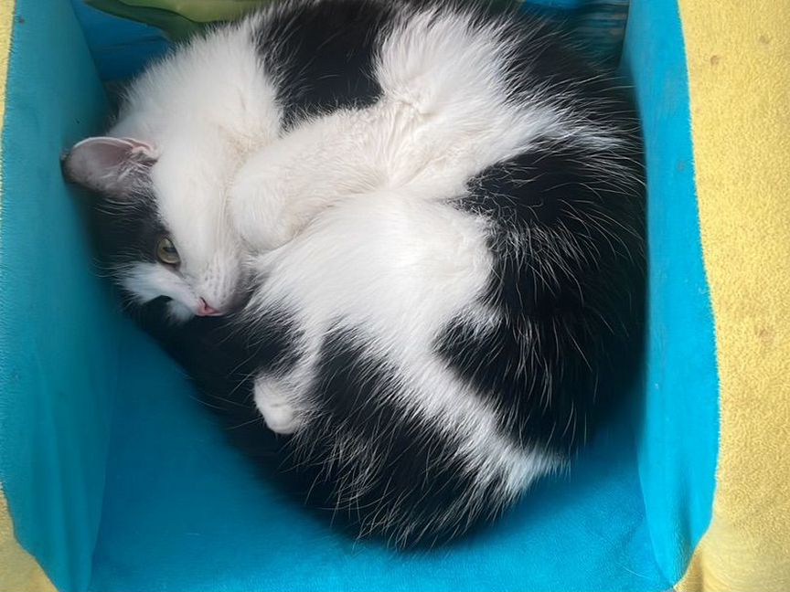 Кошка Бася