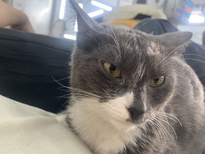 Кошка в дар